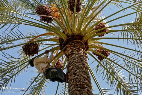 بسته بندی و بازاریابی مشکل عمده در زمینه صادرات خرمای بم خبرگزاری مهر