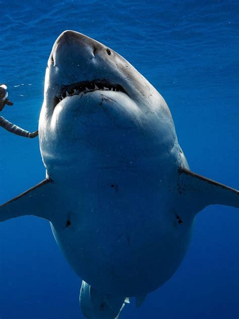 World Biggest Great White Shark Divers Spot The Worlds Largest Ever