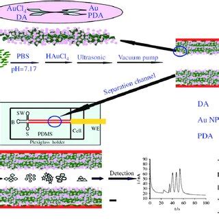 Reaction Mechanism Of UV Graft Polymerization Onto The PDMS Surface