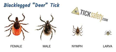Blacklegged Deer Tick Ixodes Scapularis • Tick Safety 101