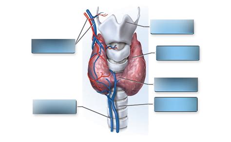 Thyroid Gland Diagram Quizlet