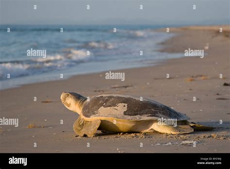 Australian Flatback Sea Turtle