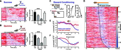 Ls Crhr2 Neurons Are Suppressed During Consummatory Behavior And
