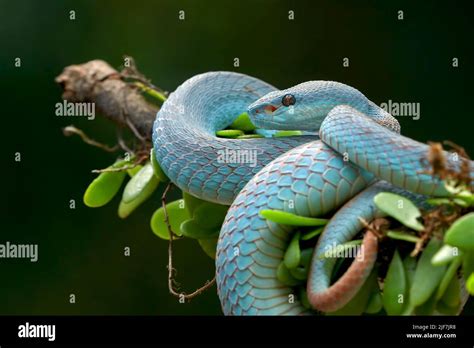 The White Lipped Island Pit Viper On Tree Branch Stock Photo Alamy