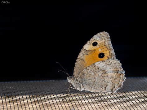 Pseudochazara Telephassa Thelephassa Grayling סטירית מ Flickr
