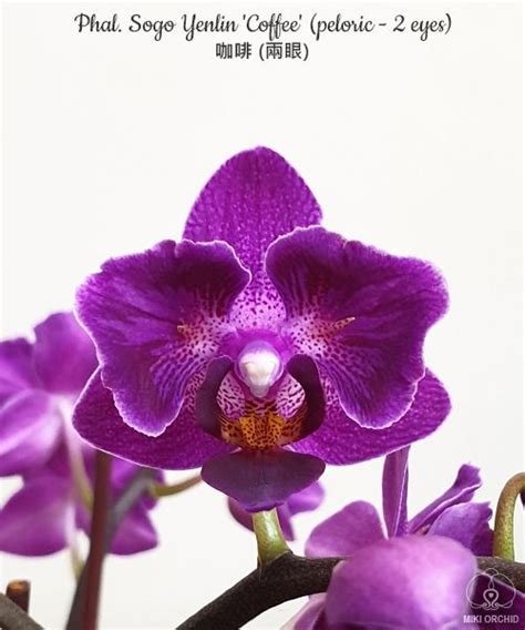 Phal Sogo Yenlin Coffee Peloric 2 Eyes 25