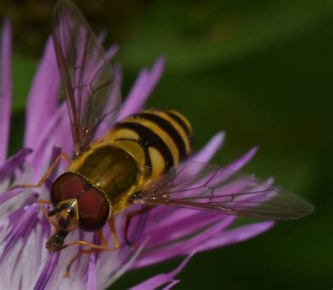 Syrphus Syrphus Ribesii Bugguidenet