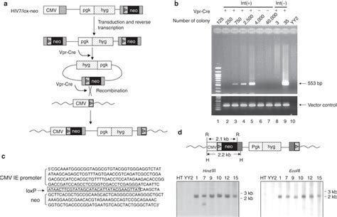 Site Specific Gene Insertion With A Vpr Cre Containing Lentiviral
