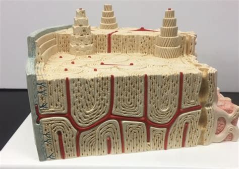 Lab Practical 2 Compact Bone Model Diagram Quizlet