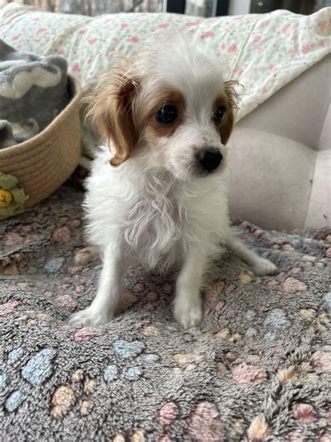 믹스견 길동이 강아지책임분양 강아지분양 고양이분양 컴투펫 시츄 셔틀랜드쉽독 말티푸 미니핀 치와와 요크셔테리어 포메라니안 말티즈 분양