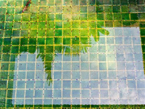 5 Types Of Pool Algae And The Best Ways To Get Rid Of Them