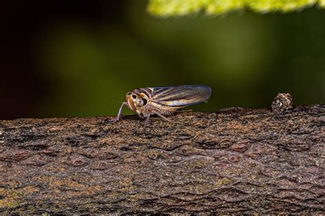 Premium Photo Adult Sharpshooter Insect