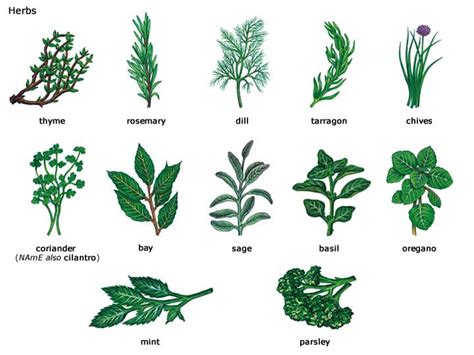 Herb Plants Names