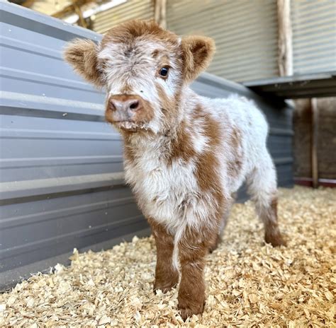 Mini Highland Cattle Availability Hhcc The Gold Standard In Silver Dun
