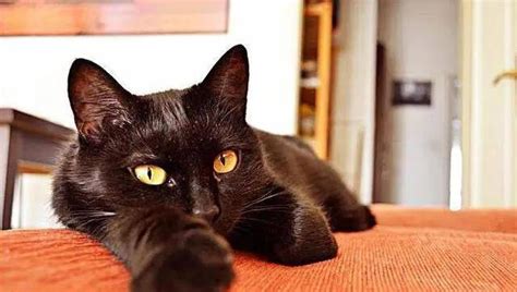猫咪趁主人不注意，偷偷摆弄插座，下一秒的画面让人哭笑不得