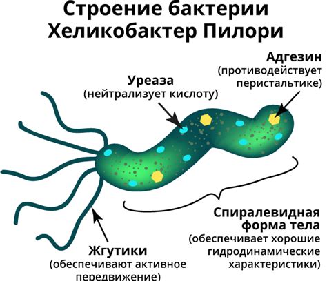 Хеликобактер пилори: симптомы и лечение у взрослых, народные средства ...