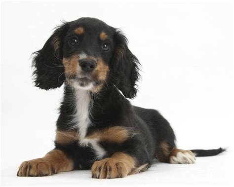 Tri Color Cocker Spaniel Puppies