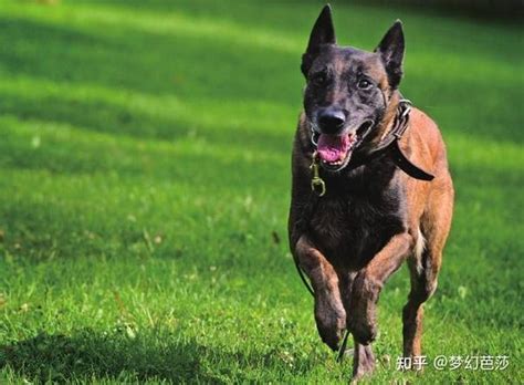 马里努阿犬是久负盛名的古老犬种，也是比利时牧羊犬四个类型中唯一的短毛犬种 知乎