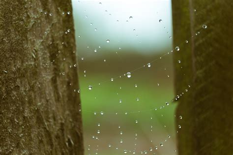 Spider S Web Dew Drops Free Photo On Pixabay Pixabay