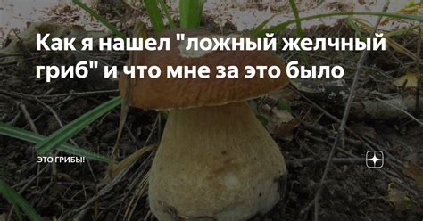 Как я нашел "ложный желчный гриб" и что мне за это было | Это грибы! | Дзен