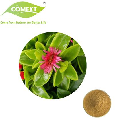 Comext Factory Halal Kosher 98 Improve Immunity Andrographolide Andrographis Paniculata Extract