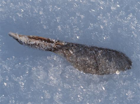 눈 속에 누워 있는 물고기 조각 사진 Unsplash의 무료 회색 이미지