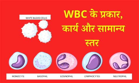 बीज अंकुरण क्या है जानें सीड जर्मिनेशन के प्रकार और प्रक्रिया Seed