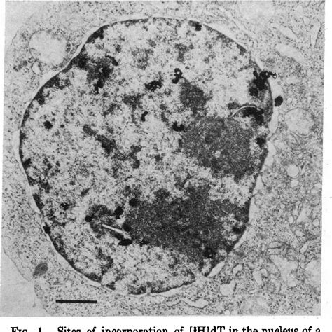Figure 1 From Sites Of Replication Of Chromosomal Dna In A Eukaryotic