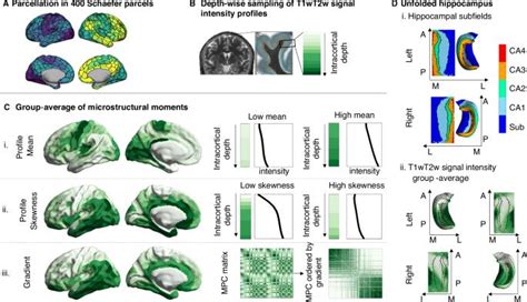 Sofie Valk On Linkedin Relating Sex Bias In Human Cortical And