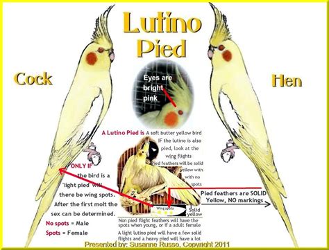 Sexing A Cockatiel Is My Cockatiel Male Or Female Psittacology Artofit