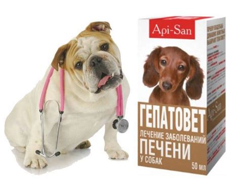 «Гепатовет» для собак: инструкция по применению