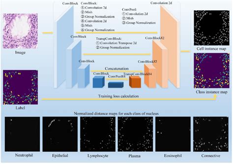 Full Flow Chart Of Mgtunet For Segmenting Histopathology Images The