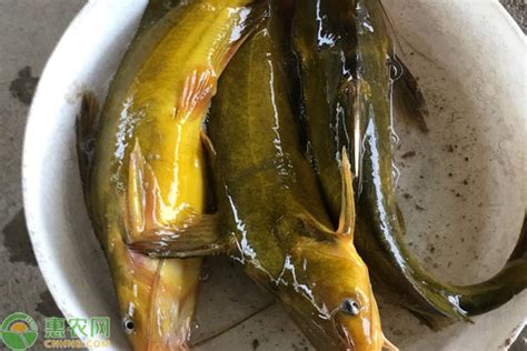 黄骨鱼养殖风险大吗 惠农网