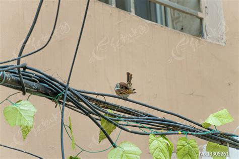 电线杆上的麻雀高清图片下载 红动中国