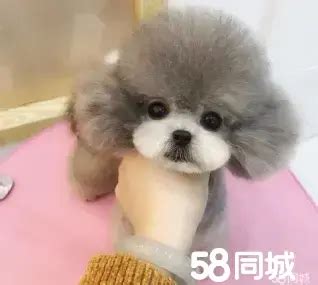 宠物信息 丽江58同城