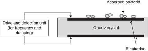 4 Schematic Representation Of The Qcm Confi Guration Download