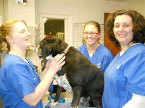 The Veterinary Assistant School