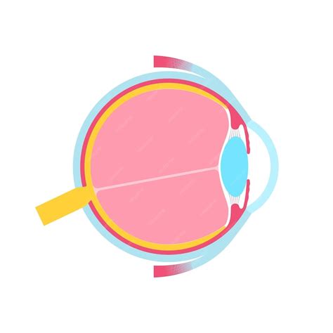 Premium Vector Eye Anatomy Structure Of The Human Eye Infographic