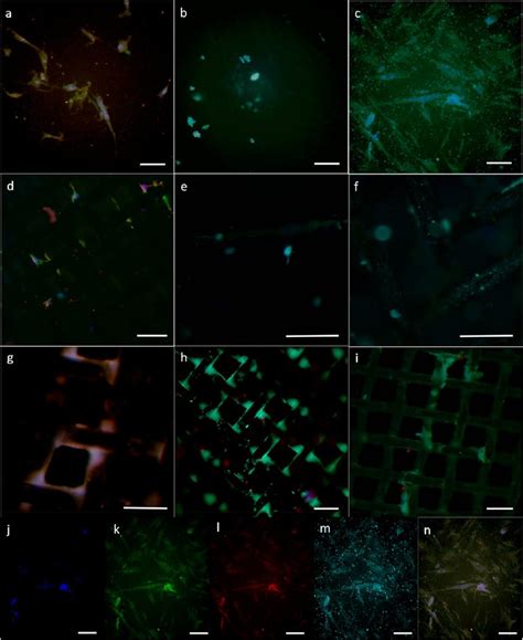 Fluorescence Microscopy Merged Images Showing Nucleus Cytoskeleton Download Scientific