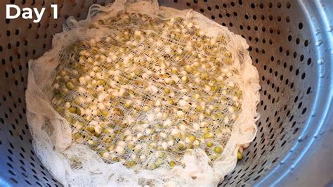 Fat Juicy Mung Bean Sprouts Debreena