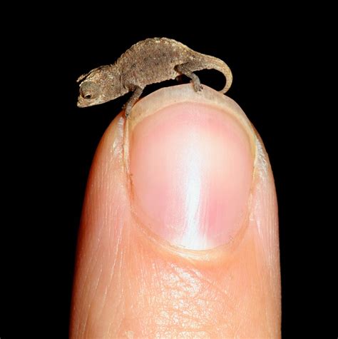 Worlds Tiniest Chameleon Discovered Live Science