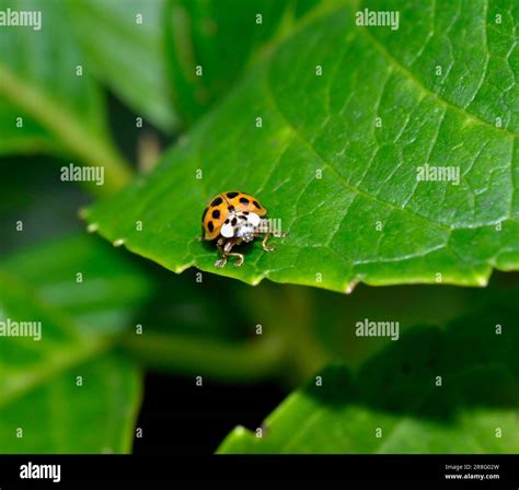 Ladybird On Canna Flower Asian Lady Beetle Harmonia Axyridis On