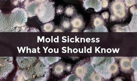 Mold Sickness Guest Post Story