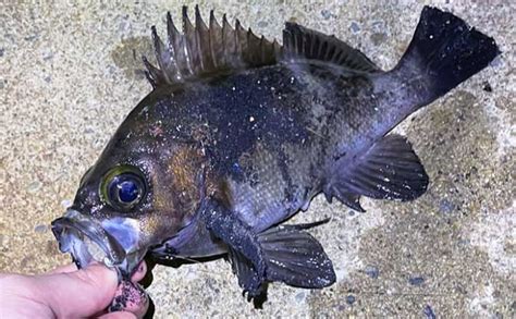 大阪湾メバリング釣行で良型中心に本命3尾 4時間アタリ無しも粘り勝ち Tsurinews