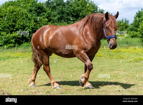 A Suffolk Punch draught horse, a rare breed of working horse. Somerset ...
