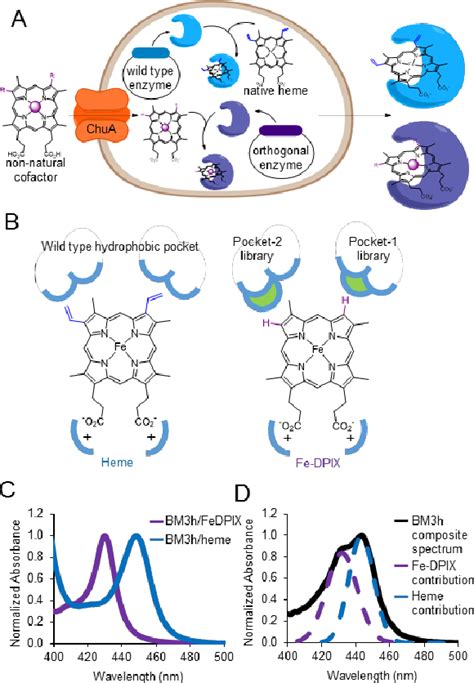 Figure 1 From An Evolved Orthogonal Enzymecofactor Pair Semantic