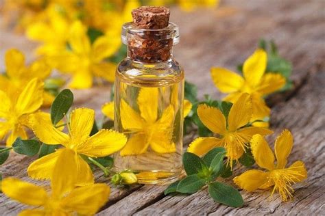 Las Mejores Hierbas Para Las Venas Varicosas Aura Natural