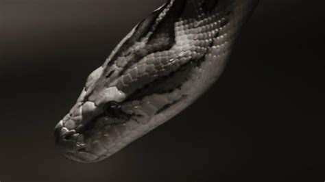 Udemy Gratis Python práctico Facialix