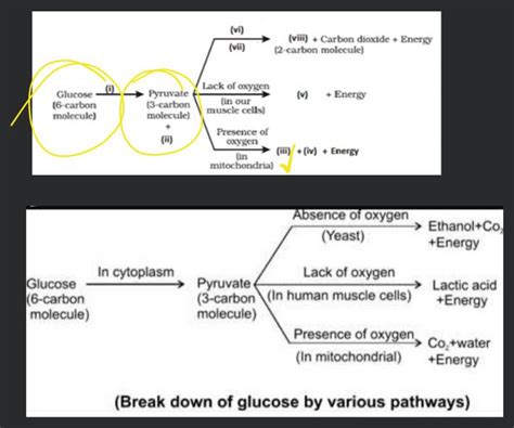 Absence Of Fig Breakdown Of Glucose By Various Pathways Filo