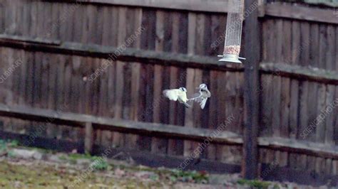 Blue Tits Fighting Over Bird Feeder Slo Mo Stock Video Clip K011